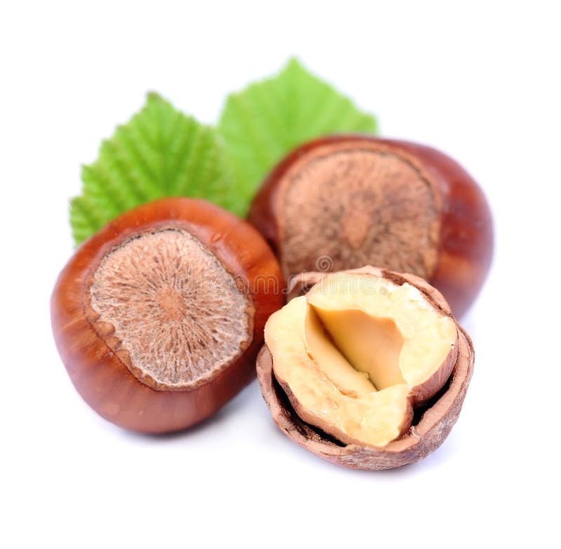 Filbert nuts stock image. Image of summer, nutshell, white - 30875695