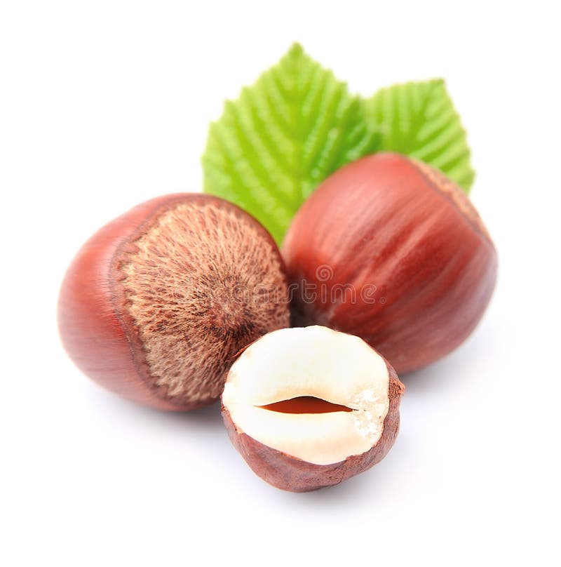 Filbert nuts stock image. Image of brown, seed, hazelnut - 57370487
