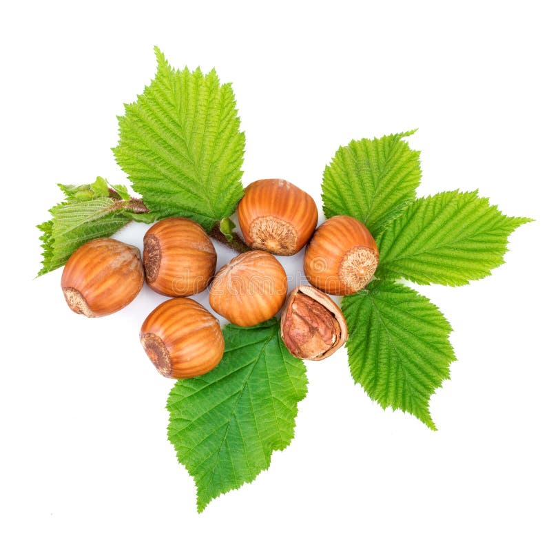Filbert Nuts with Leaves on White Stock Photo - Image of leaves, square ...