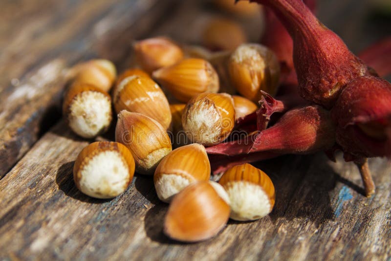 Filbert nuts stock photo. Image of grocery, carbohydrate - 33462962