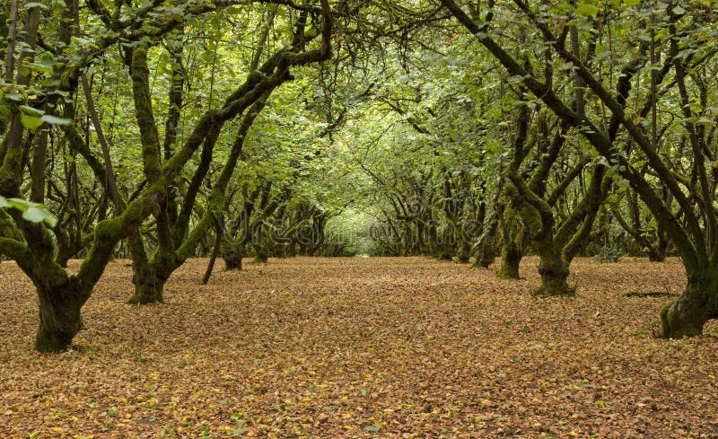 Filbert stock photo. Image of close, object, filbert, separately - 8372866