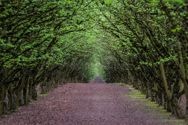 Filbert orchard stock image. Image of oregon, early, farm - 39757463
