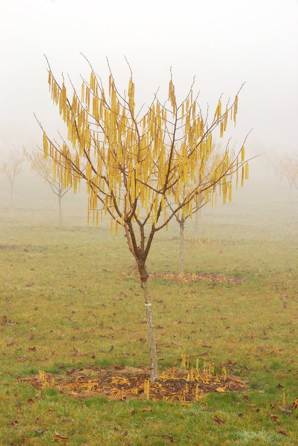 Filbert Tree stock image. Image of yellow, garden, outdoor - 27716975