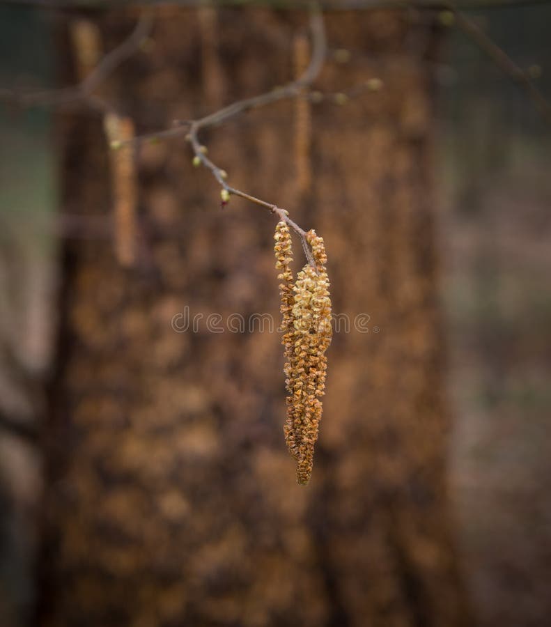 Filbert tree stock photo. Image of garden, hazel, winter - 78433098