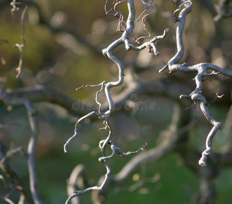 Filbert tree stock image. Image of plants, tree, twig - 68563139