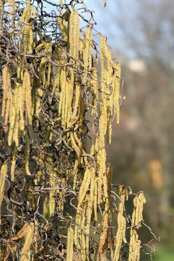 Filbert tree stock photo. Image of garden, trunk, biome - 68563284