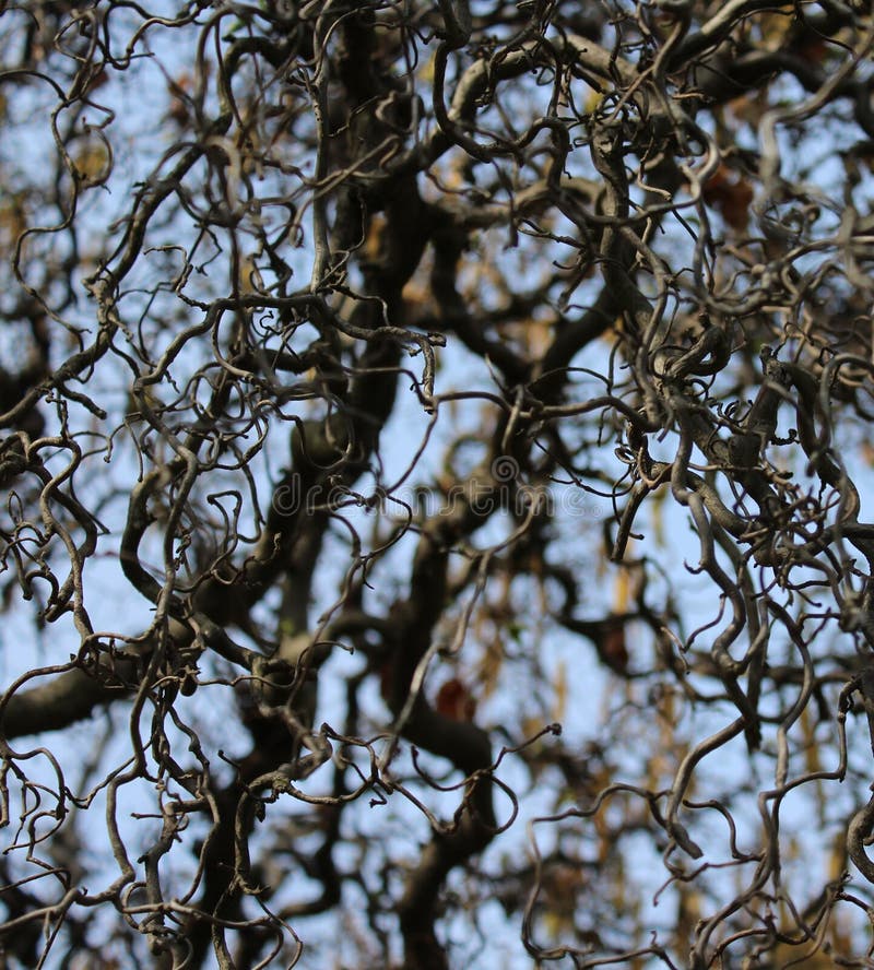 Filbert tree stock image. Image of plants, nature, corylus - 89298601