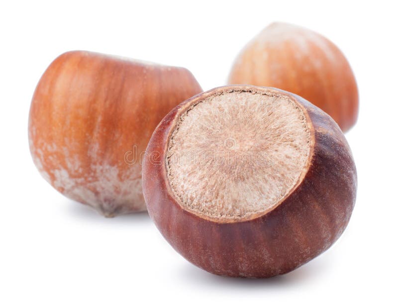 Filbert stock photo. Image of macro, cross, edible, ingredient - 28261104