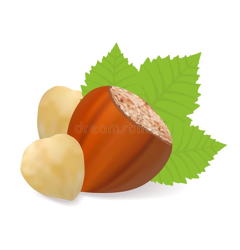 Filberts with Leaves Isolated on the White Background. Vector ...