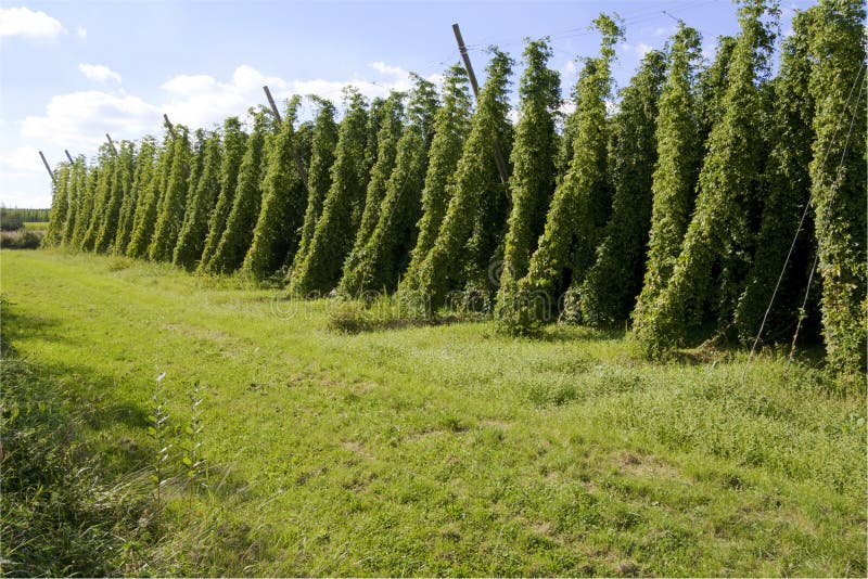 Koi88 (Koi88) - Foton