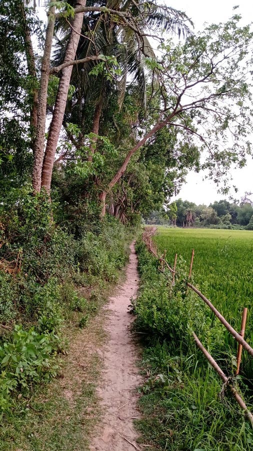 Fild road stock photo. Image of plant, green, nature - 211116654