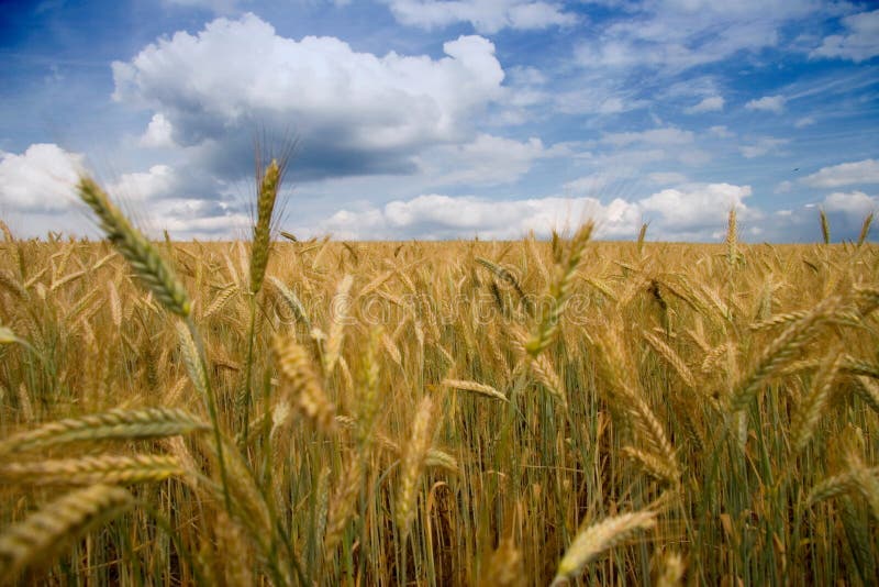 Campo di granulo. immagine stock. Immagine di campo, paglia - 15280525