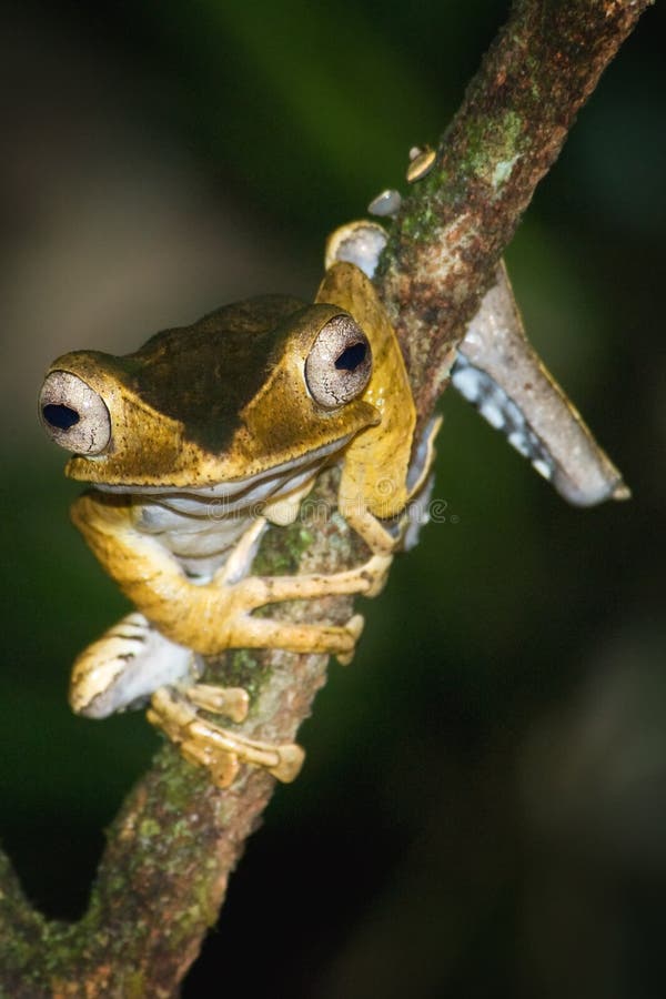 File-eared Tree Frog stock photo. Image of close, treefrog - 29727442