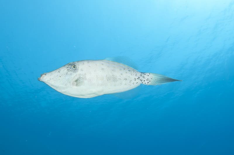 Blue Box Fish stock image. Image of undersea, snorkeling - 11990795
