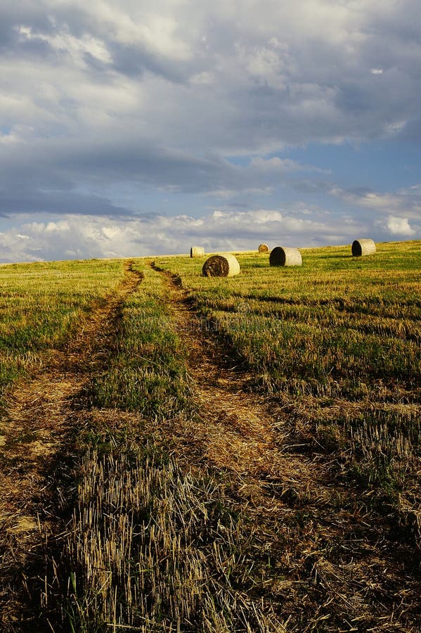Filed stock photo. Image of walk, harvesting, plants - 20942754