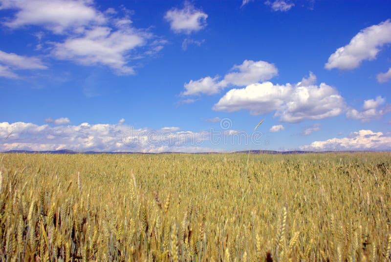 Filed of grain stock image. Image of farmland, ecologically - 345273
