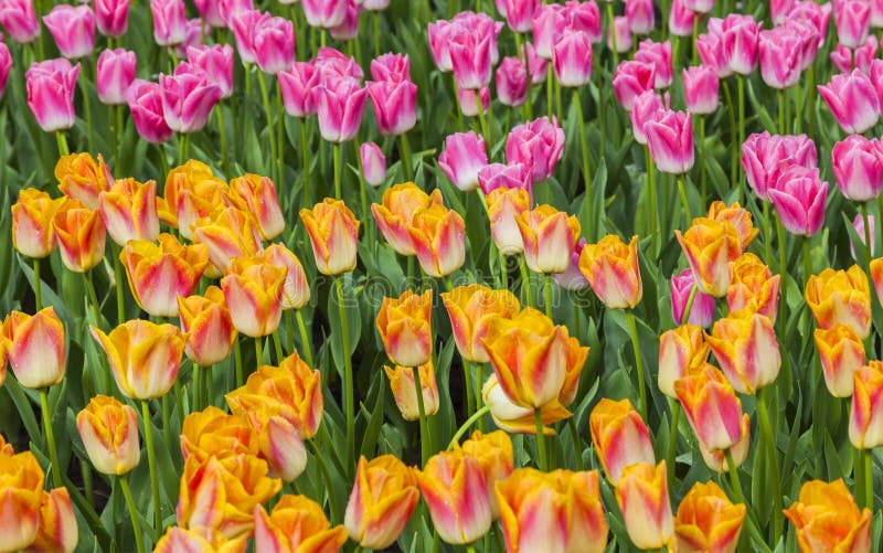 Filed of Tulips stock photo. Image of blossom, flower - 91316386