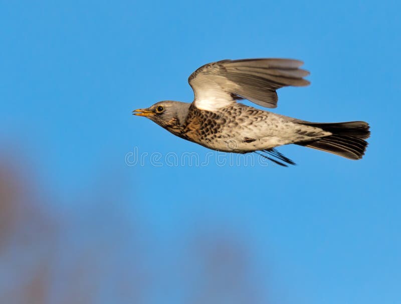 Fieldfare in Flight in Summer in Stockholm Stock Photo - Image of ...
