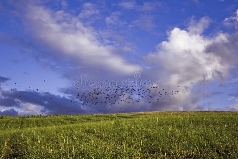 Fileds stock image. Image of fields, aves, flight, birds - 57164091