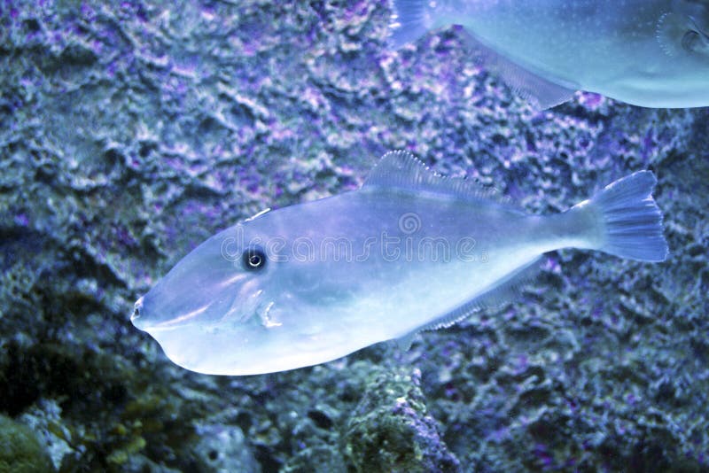 Filefish,Monacanthidae stock photo. Image of blue, aluterus - 56598034