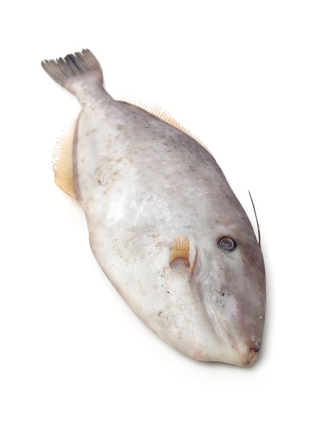 Filefish, Thread-sail Filefish Fish Stock Image - Image of fresh ...