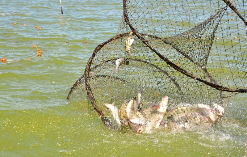 Filet De Pêche Avec Des Poissons Image stock - Image du prise, pêcheur ...
