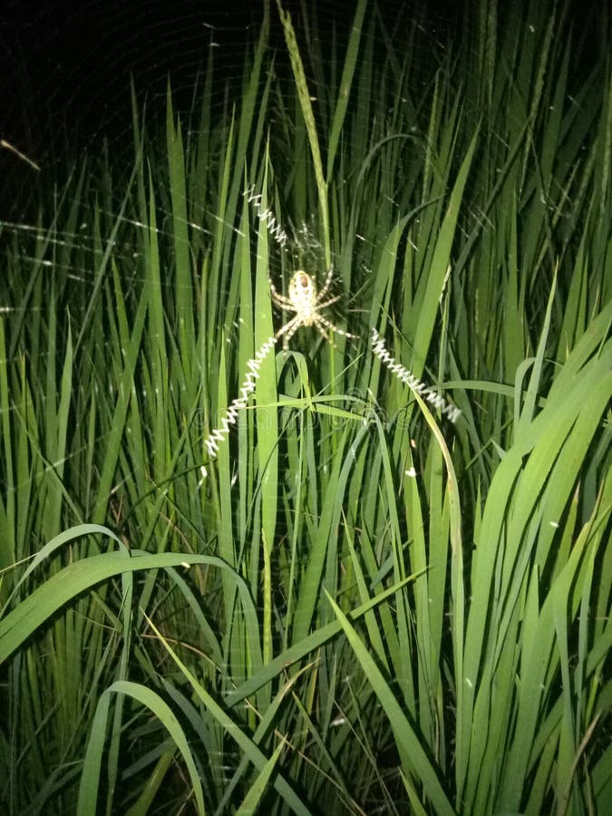 Filet de Spiderman image stock. Image du normal, photo - 136140385