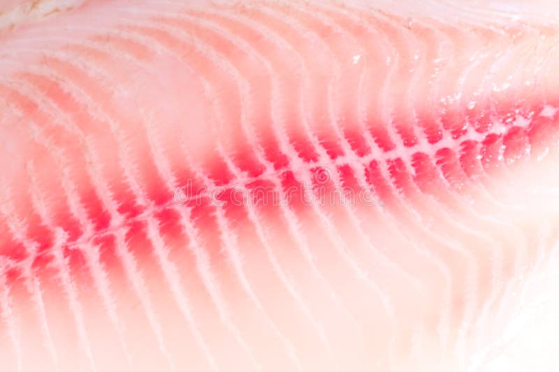 Filete Fresco De Los Pescados Imagen de archivo - Imagen de pesca ...