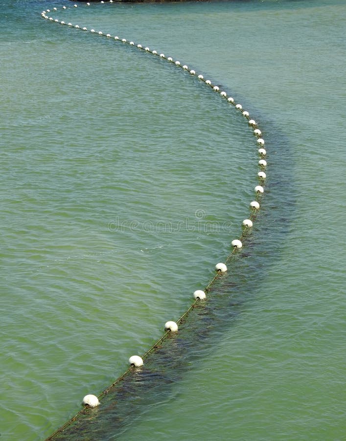 Filets de requin photo stock. Image du australie, wales - 104964958