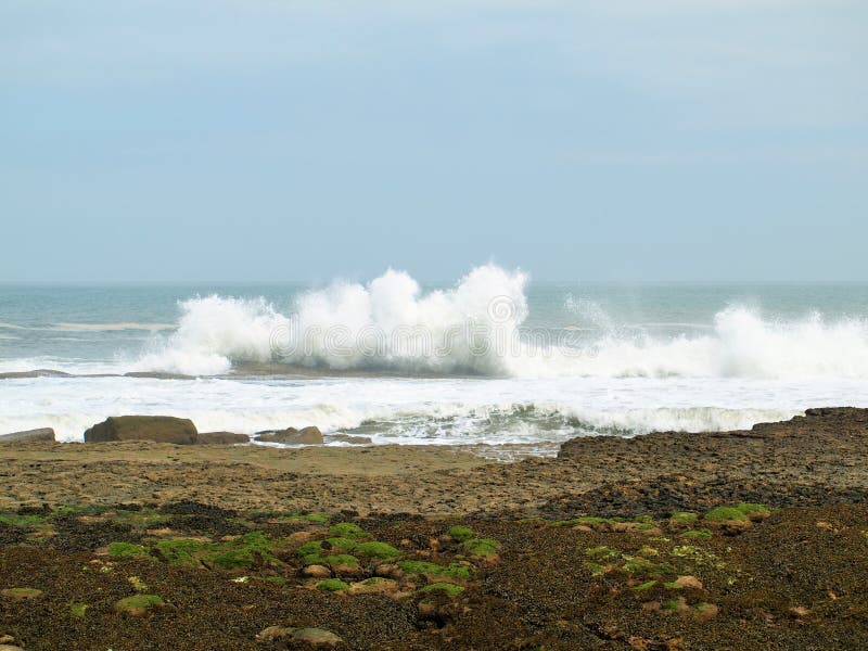 Filey Brig Waves Crashing Over the Rocks Stock Photo - Image of weed ...