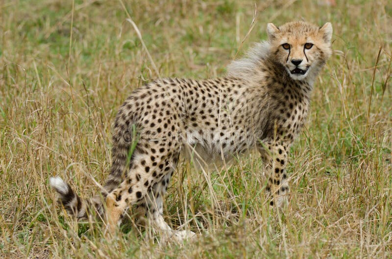 Filhote Da Chita (jubatus Do Acinonyx) Foto de Stock - Imagem de ...
