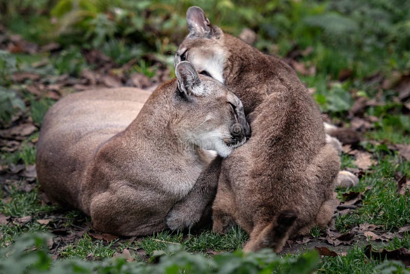 Filhote da mãe do puma imagem de stock. Imagem de fêmea - 66051151