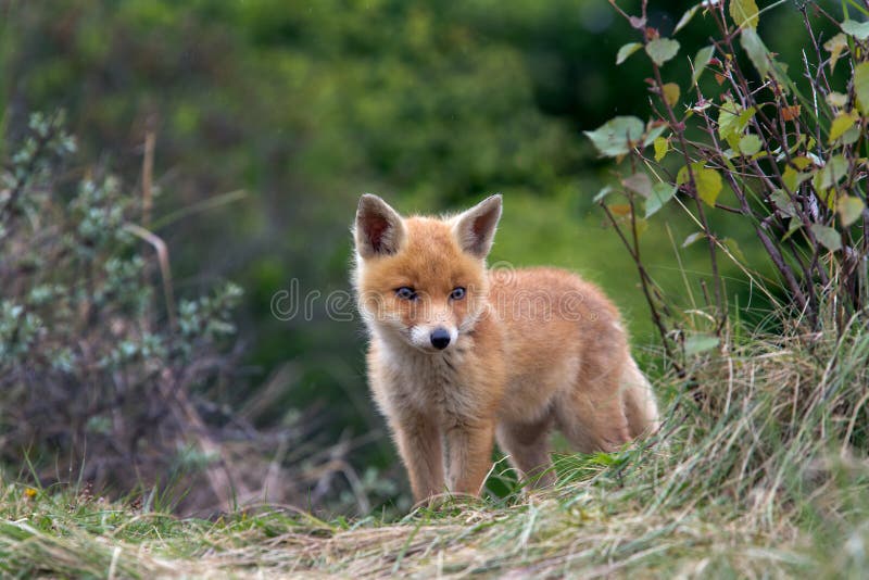 Filhote da raposa vermelha foto de stock. Imagem de pouco - 31476118