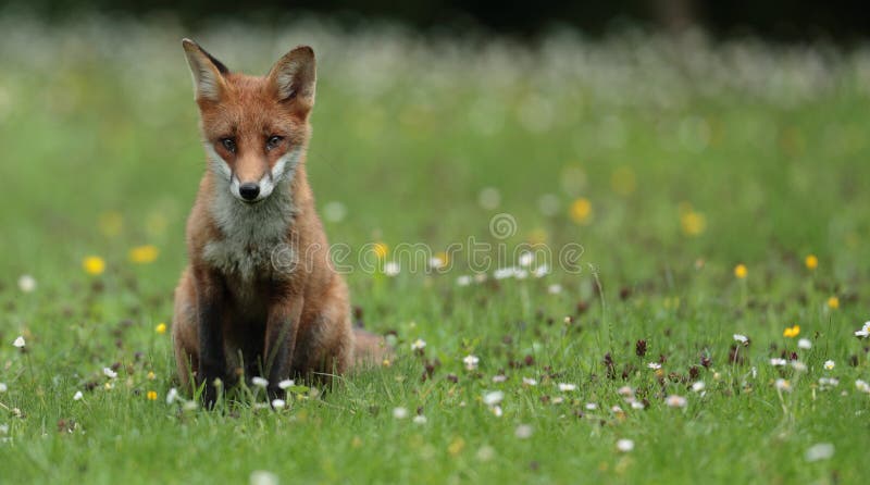 Filhote da raposa vermelha foto de stock. Imagem de wildlife - 98249164