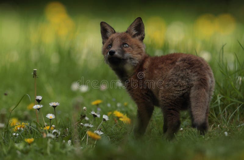 Filhote Da Raposa Vermelha Que Olha Acima Foto de Stock - Imagem de ...