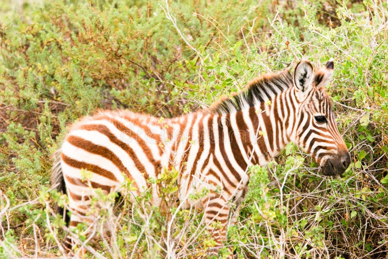 Filhote da zebra foto de stock. Imagem de caminhada, áfrica - 20835716