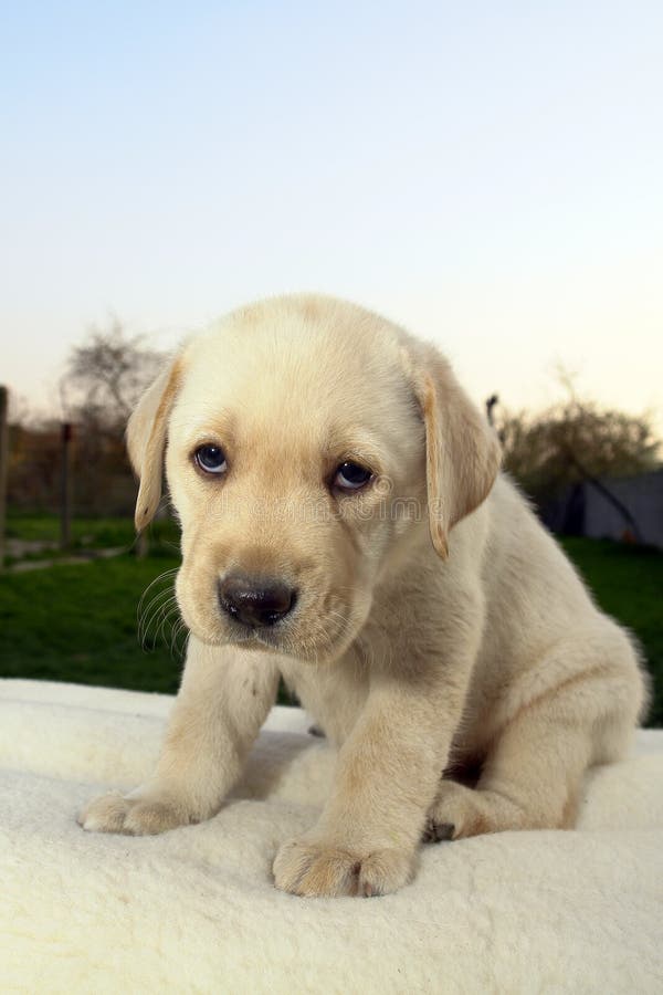 Filhote De Cachorro 6 Do Retriever De Labrador Foto de Stock - Imagem ...