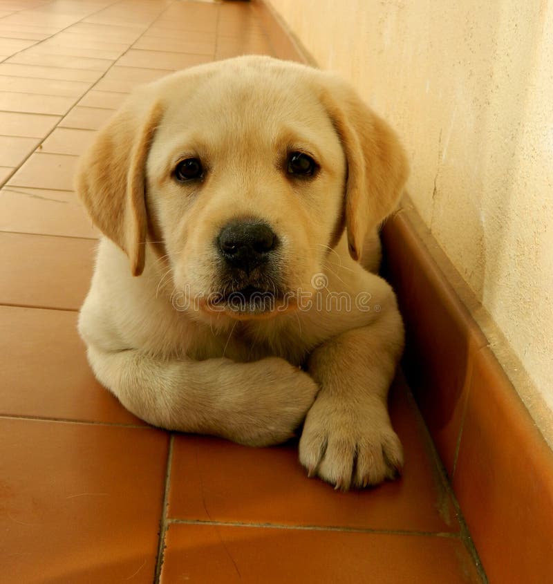 Filhote De Cachorro Amarelo De Labrador Foto de Stock - Imagem de ...