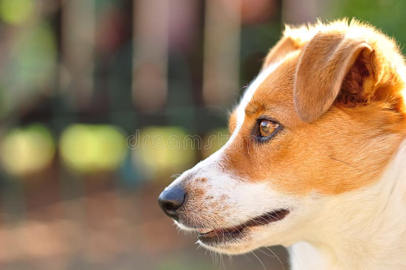 Filhote De Cachorro Atento Bonito De Jack Russel Imagem de Stock ...