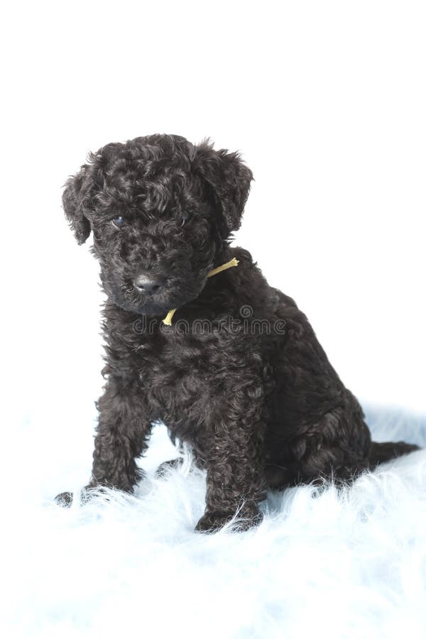 Filhote De Cachorro Azul Do Terrier Do Kerry Foto de Stock - Imagem de ...