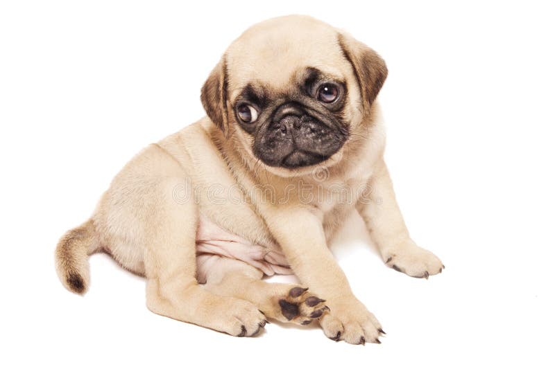 Filhote De Cachorro Bege Bonito Do Pug Imagem de Stock - Imagem de ...