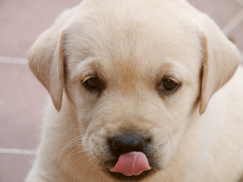 Filhote De Cachorro Bonito De Labrador Foto de Stock - Imagem de ...
