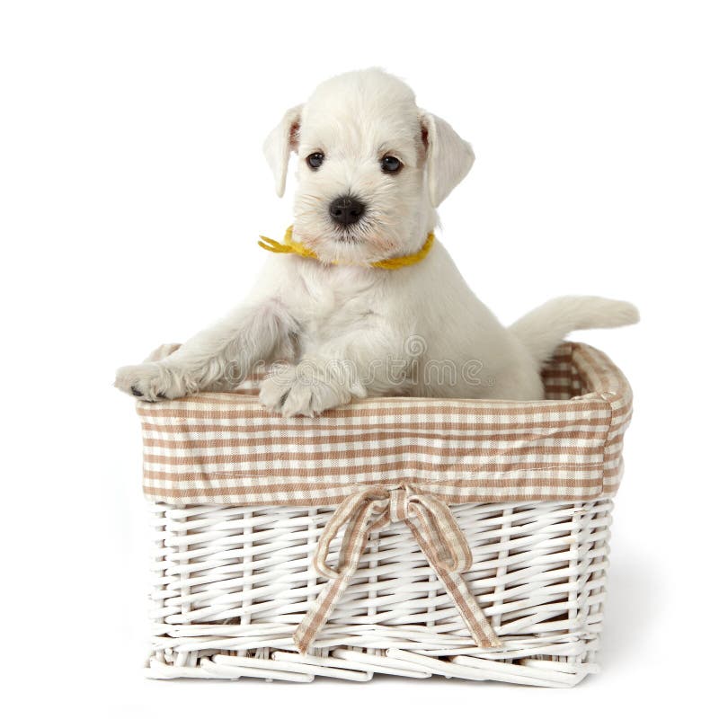 Filhote De Cachorro Em Uma Cesta Foto De Stock Imagem De Schnauzer