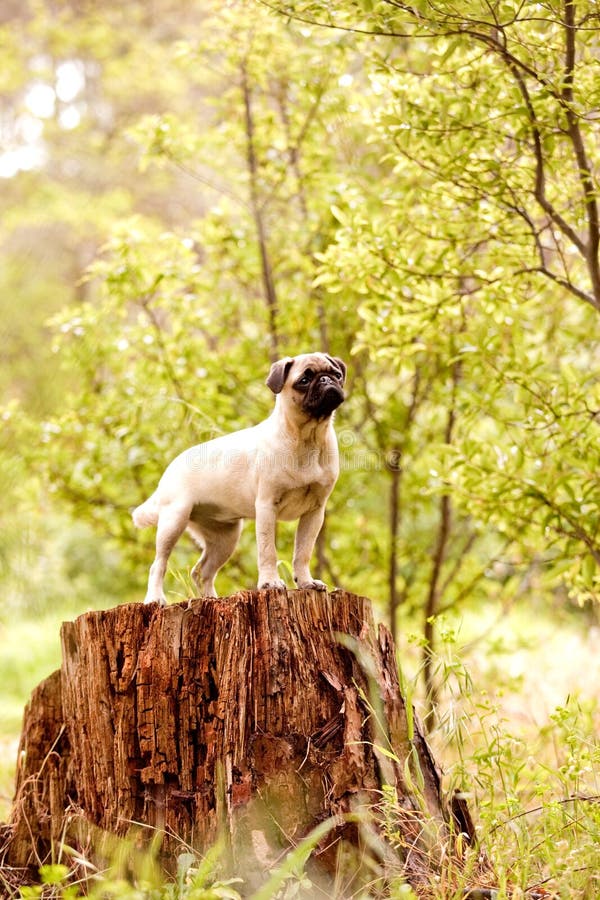 Filhote De Cachorro Bravo Do Pug Imagem de Stock - Imagem de amor ...