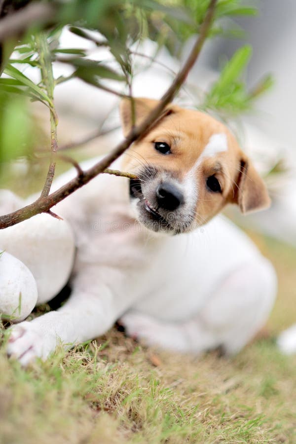 Filhote De Cachorro Em Uma Cesta Foto De Stock Imagem De Schnauzer