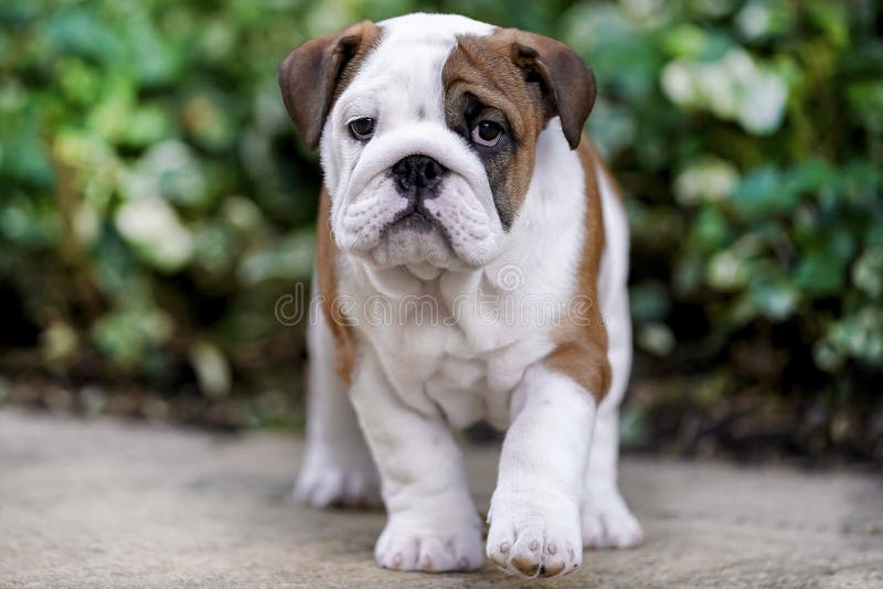 Buldogue E Um Cachorrinho, Dois Cães, Cumprimentando-se Imagem de Stock ...