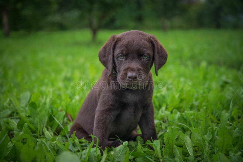 Filhote De Cachorro De Brown Labrador Foto de Stock - Imagem de jarda ...