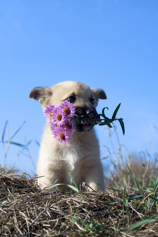 Filhote De Cachorro Com As Flores Na Boca Imagem de Stock - Imagem de ...