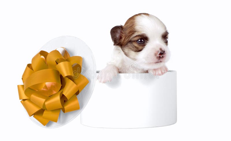 Filhote De Cachorro Da Chihuahua Dentro Da Caixa De Presente Com Curva