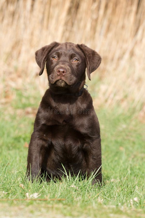 Filhote De Cachorro De Brown Labrador Na Grama Foto de Stock - Imagem ...